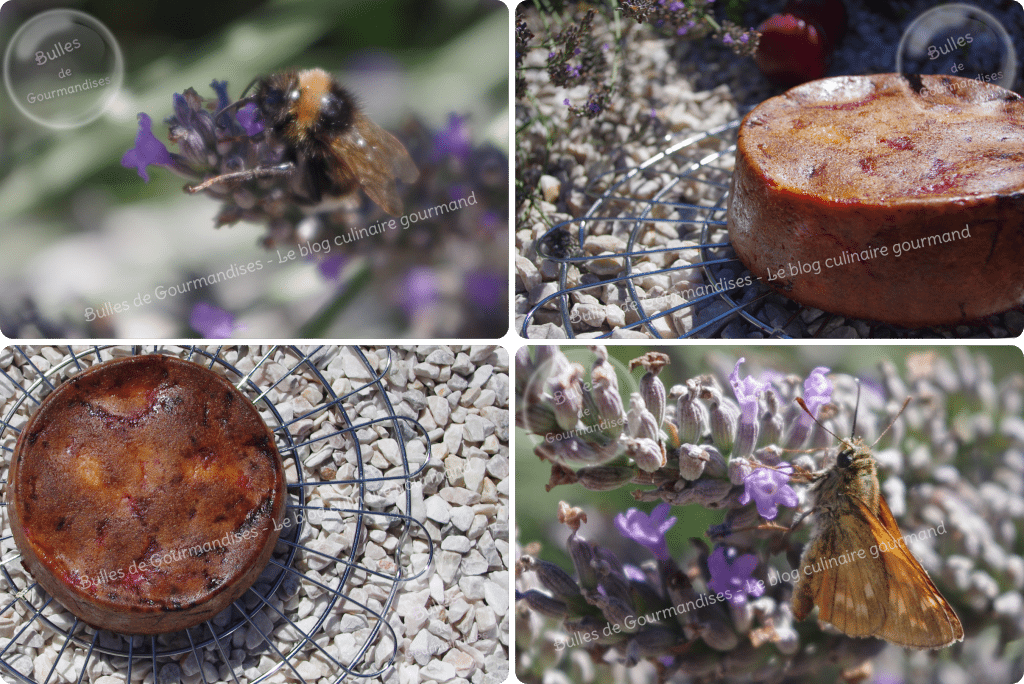 Le gâteau cochon de l'été aux prunes.... la recette que vous n'osiez ...