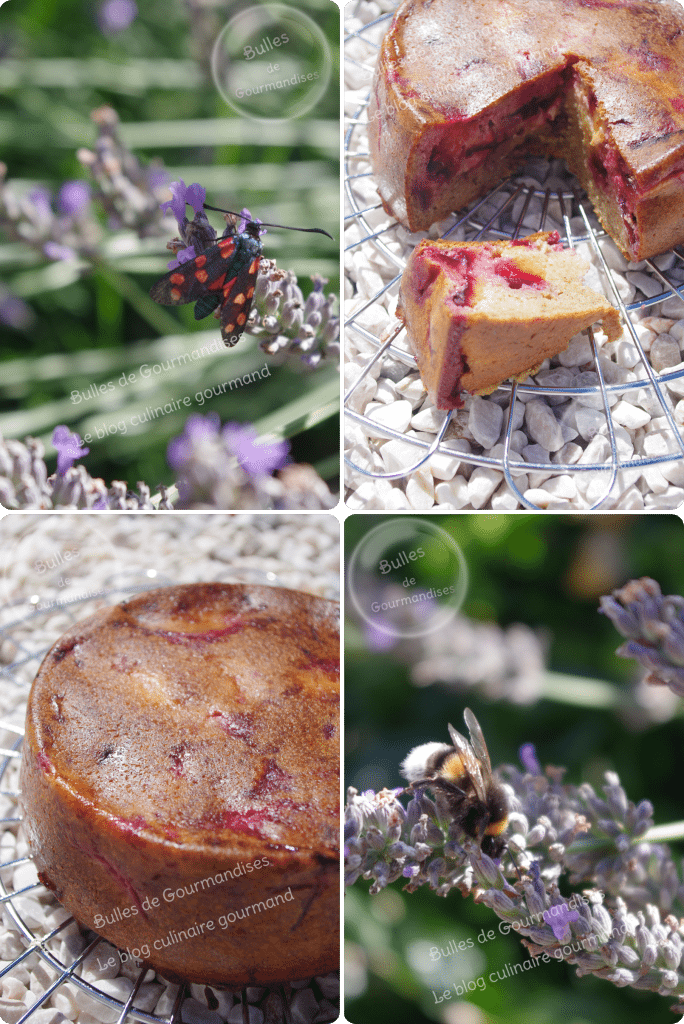 Le gâteau cochon de l'été aux prunes.... la recette que vous n'osiez ...